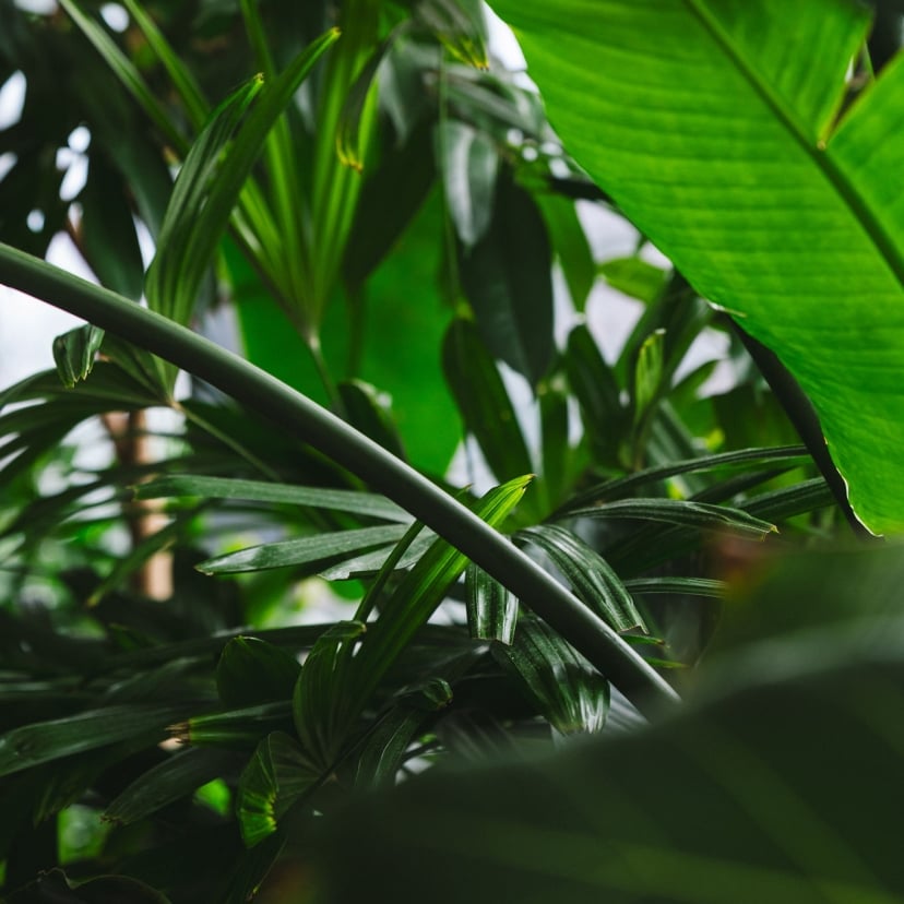 Botanist – Fairmont Pacific Rim