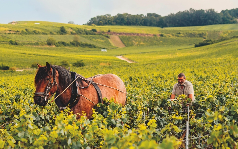 Celebrate Seasonality at Botanist – Fairmont Pacific Rim